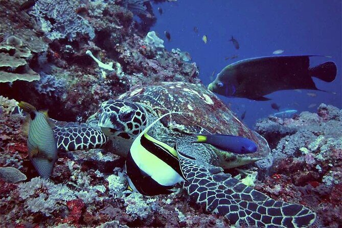 Swim with Manta Rays: Snorkeling Day Trip from Bali - Practical Tips for Travelers