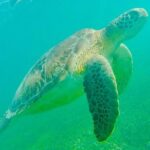 Swim with Sea Turtles in Akumal Plus Visit and Swim in a Cenote - The Value of What’s Included