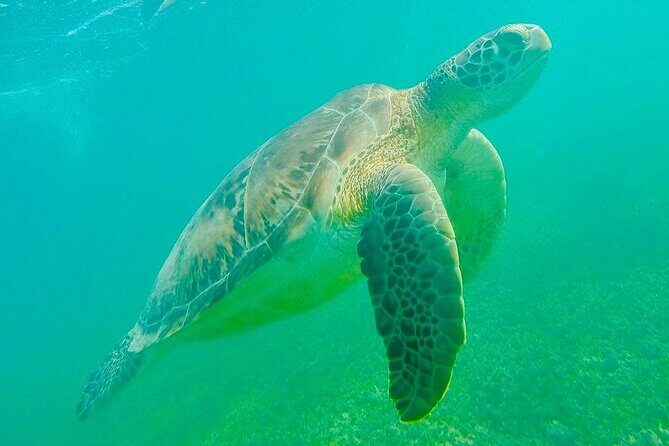 Swim with Sea Turtles in Akumal Plus Visit and Swim in a Cenote - The Value of What’s Included