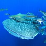 Swim with Whale Shark from Isla Mujeres and Cancun - The Itinerary: What to Expect on Your Whale Shark Adventure