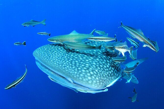 Swim with Whale Shark from Isla Mujeres and Cancun - The Itinerary: What to Expect on Your Whale Shark Adventure