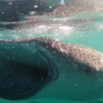 Swim with Whale Sharks in La Paz - Cost and Value Considerations