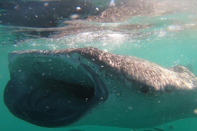 Swim with Whale Sharks in La Paz - Cost and Value Considerations