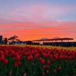 Taean Tulip Festival & Strawberry Picking Day Tour from Seoul - The Experience of the Day