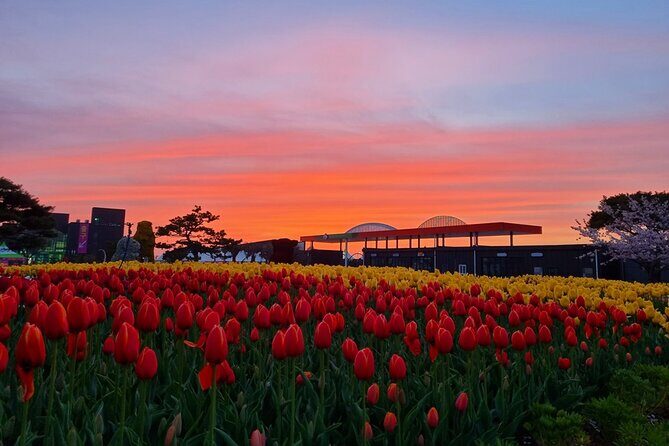 Taean Tulip Festival & Strawberry Picking Day Tour from Seoul - The Experience of the Day