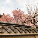 Taipei Cherry Blossom Day Tour to Yangmingshan and Tamsui - Practical Tips for Travelers