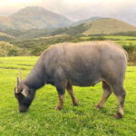 Taipei: Yangmingshan & Beitou Full-Day Tour - Itinerary Breakdown