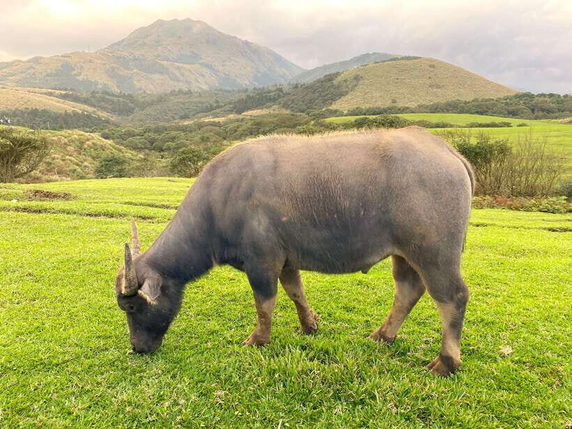 Taipei: Yangmingshan & Beitou Full-Day Tour - Itinerary Breakdown