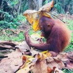 Taiping & Orang Utan Island Day Tour from Kuala Lumpur - Exploring Matang Mangrove Forest Reserve