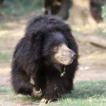 Taj Mahal Tour with Optional Wildlife Rescue Center Visit - A Close Look at the Tour Experience