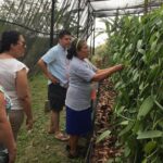 Tajin Ruins Day Trip and Vanilla Factory Experience - Exploring El Tajín: The Heart of the Tour