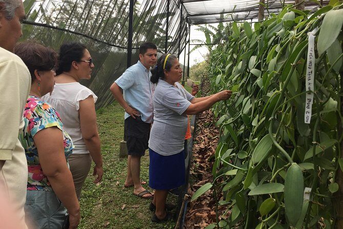 Tajin Ruins Day Trip and Vanilla Factory Experience - Exploring El Tajín: The Heart of the Tour