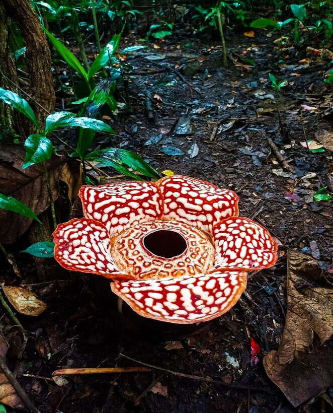 Tambunan: Rafflesia Flower Trekking with Rustic Lunch - What We Liked and What to Keep in Mind