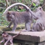 Tanah Lot And Ubud - Full Day Private Tour - Why This Tour Offers Great Value