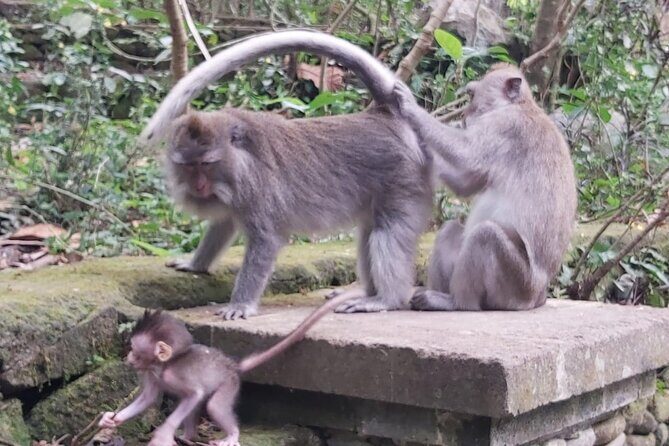 Tanah Lot And Ubud - Full Day Private Tour - Why This Tour Offers Great Value