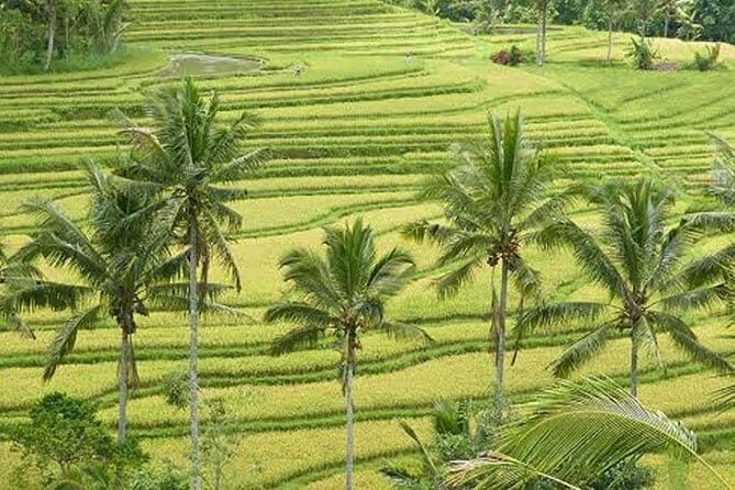 Tanah Lot & Banyumala Waterfall Private Tour - Who is This Tour Best For?