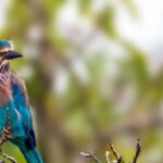 Tangalle/Hiriketiya/Mirissa/Galle: Ella Transfer & Yala Tour - A Practical Look at the Itinerary