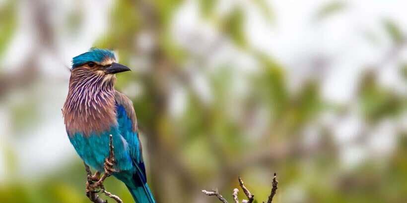 Tangalle/Hiriketiya/Mirissa/Galle: Ella Transfer & Yala Tour - A Practical Look at the Itinerary