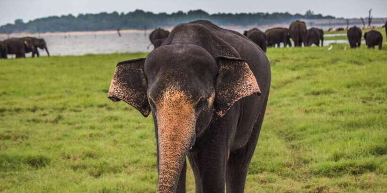 Tangalle/Hiriketiya: Udawalawa Safari & Elephant Orphanage - The Elephant Transit Home Experience