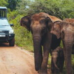Tangalle/Hiriketiya: Udawalawa Safari & Elephant Transit Hom - What the Tour Includes and Excludes