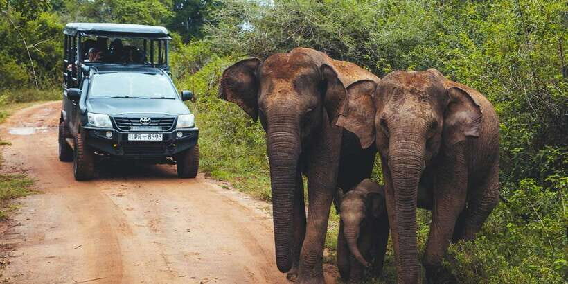 Tangalle/Hiriketiya: Udawalawa Safari & Elephant Transit Hom - What the Tour Includes and Excludes