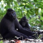 Tangkoko Bitung Manado Nature Tourism Park includes lunch. - Transportation & Logistical Details