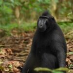 Tangkoko Overnight (2D1N) - Who Is This Tour Best For?