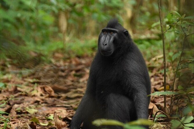 Tangkoko Overnight (2D1N) - Who Is This Tour Best For?