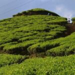 Tangkupan Parahu Volcano Bandung Private Tour - Malabar Tea Plantations: A Verdant Pause