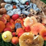 Taste and Tradition Acaxochitlán Culinary Tour from Mexico City - A Closer Look at the Itinerary