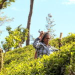 Tea Adventure- Haputale, Tea Plantation Tour with Lunch - Practical Details & What to Expect