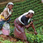 Tea Factory Tour at Galle (Pitigala) - Who Will Appreciate This Tour?