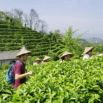 Tea Picking and Processing at Qixian Peak Scenic Area - A Detailed Look at the Experience