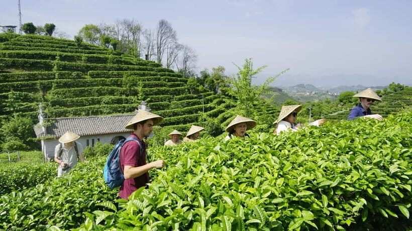 Tea Picking and Processing at Qixian Peak Scenic Area - A Detailed Look at the Experience