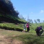 Tea planation walking In Munnar- (by Munnar Info) - The Tea Plucking Experience: More Than a Photo Op