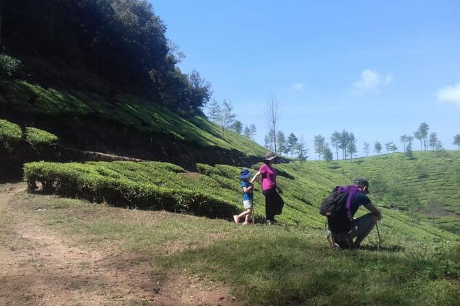Tea planation walking In Munnar- (by Munnar Info) - The Tea Plucking Experience: More Than a Photo Op