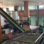 Tea Plucking and Tea Factory Tour From Kandy - Ramboda Waterfall: Nature’s Spectacle