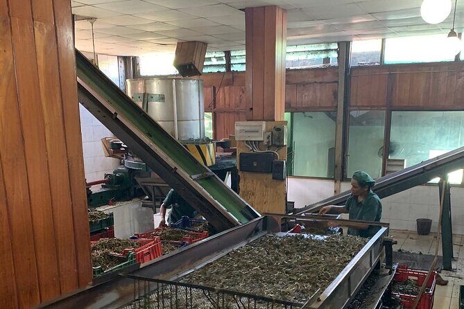 Tea Plucking and Tea Factory Tour From Kandy - Ramboda Waterfall: Nature’s Spectacle