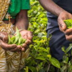 Tea Plucking and Tea Factory: Visit from Kandy - The Overall Experience and Practical Details