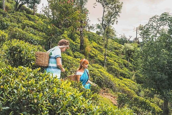 Tea Plucking and Tea Factory Visit from Kandy - Who Will Love This Tour?