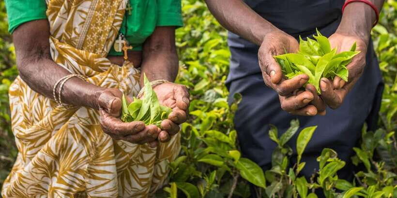 Tea Plucking and Tea Factory: Visit from Kandy - The Overall Experience and Practical Details