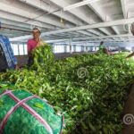 Tea Plucking and Tea Factory Visit from Nuwara Eliya. - Who Is This Tour Best For?