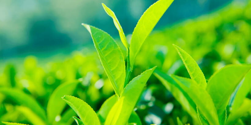 Tea Trail of Nuwara Eliya - What Makes This Tour Stand Out