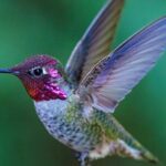 Tea with hummingbirds at a Hummingbird Sanctuary - Analyzing the Value
