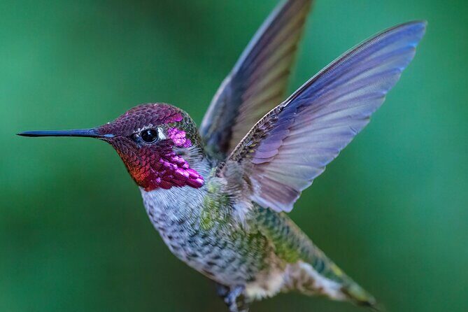Tea with hummingbirds at a Hummingbird Sanctuary - Analyzing the Value