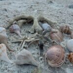 Ten Thousand Islands Sunset, Beach and Eco Tour - FAQs About the Ten Thousand Islands Sunset, Beach and Eco Tour