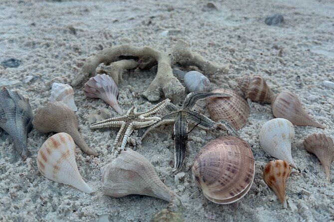 Ten Thousand Islands Sunset, Beach and Eco Tour - FAQs About the Ten Thousand Islands Sunset, Beach and Eco Tour