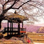 The Beauty of the Korea Cherry Blossom Discover 9days 8nights - Day 3: Gyeongju’s royal past and local flavors