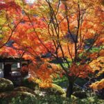 The Best of Wakayama City Private Tour - Who Should Book This Tour?