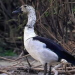 The Bird Watching private Tour and Beyond - The Value of the Experience